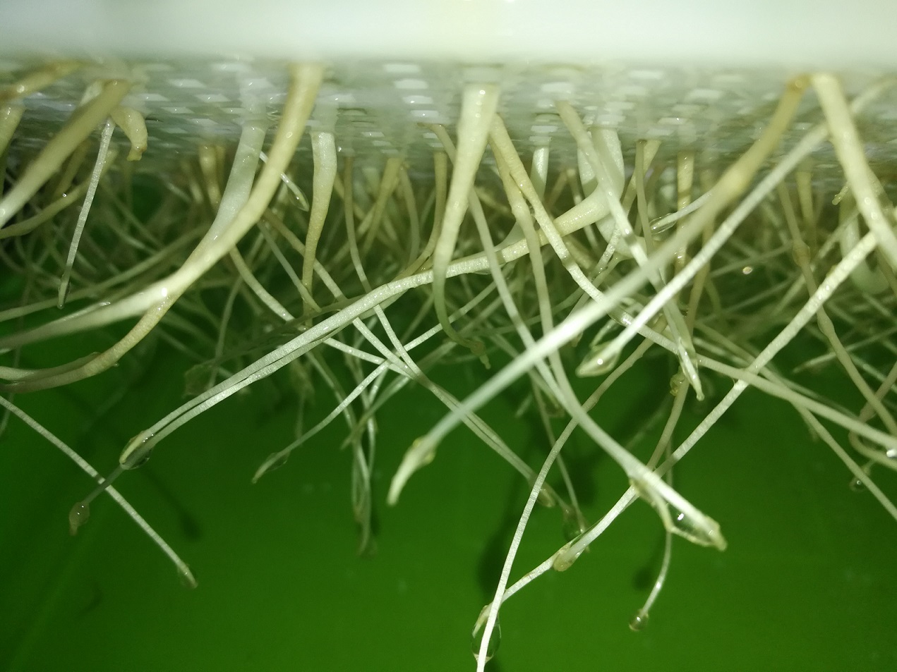 Best Sprouter for Easy Homegrown Mung Bean Sprouts – Yarrow and Clover