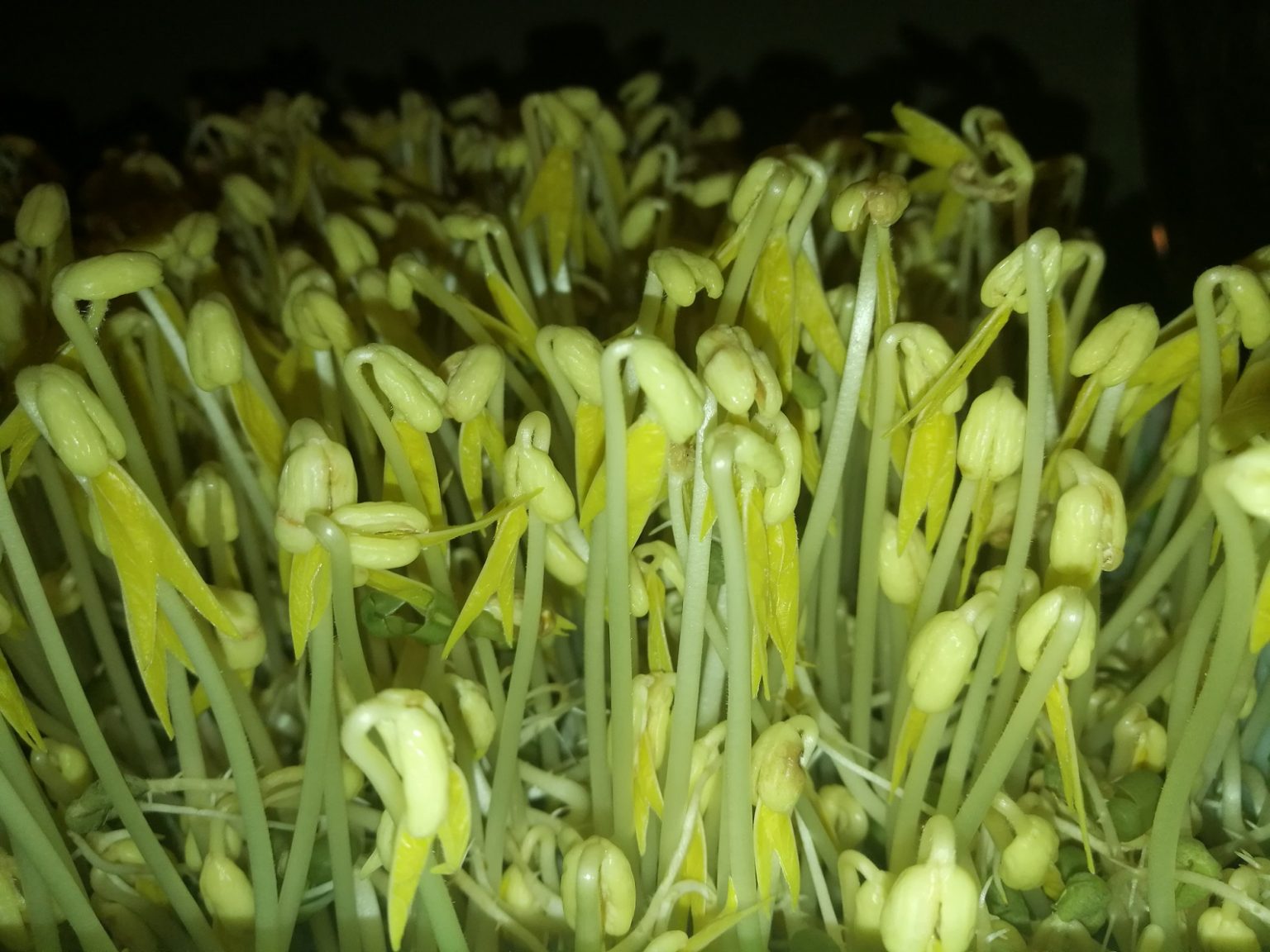 Best Sprouter for Easy Homegrown Mung Bean Sprouts – Yarrow and Clover
