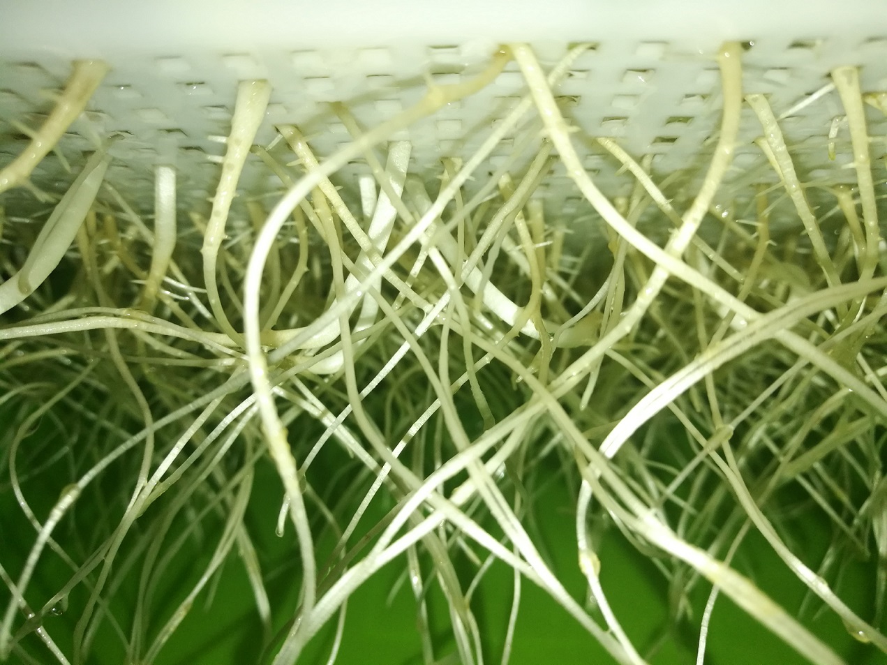 Best Sprouter for Easy Homegrown Mung Bean Sprouts – Yarrow and Clover