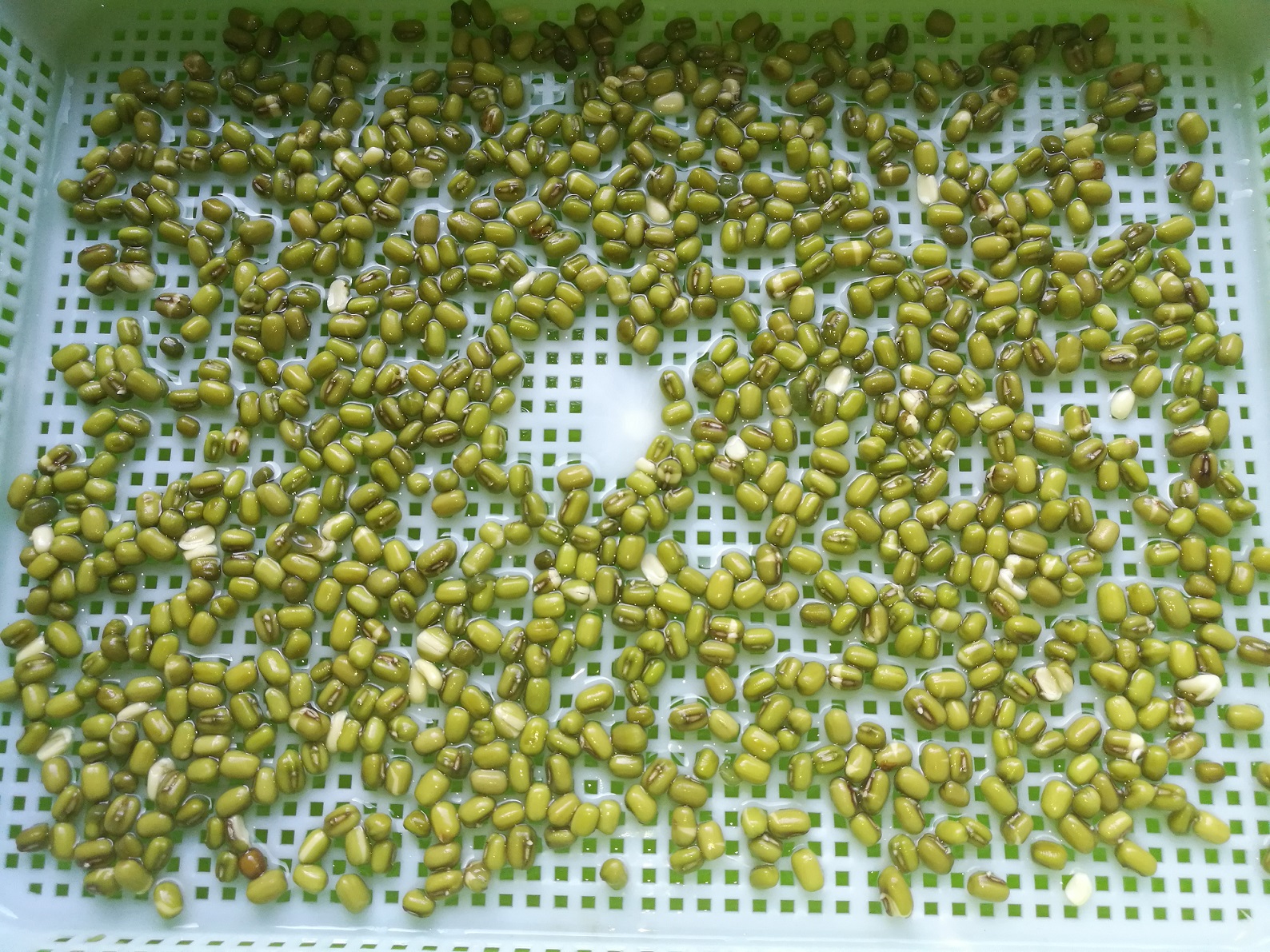 Best Sprouter for Easy Homegrown Mung Bean Sprouts – Yarrow and Clover